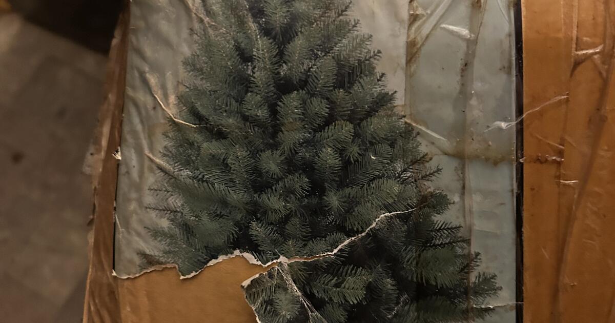 4.5 ft Colorado Pine Tree for Free in Reno, NV | For Sale & Free — Nextdoor