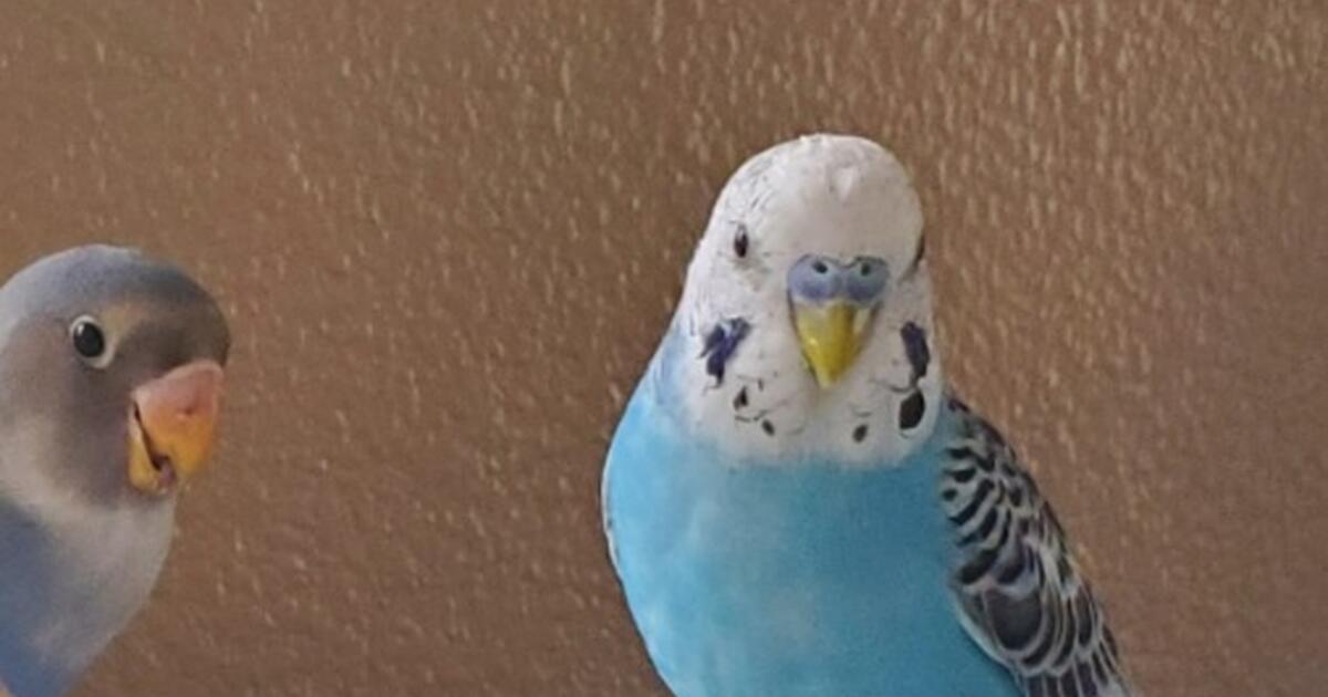 Hand fed parakeets for $50 in Lancaster, CA | For Sale & Free — Nextdoor