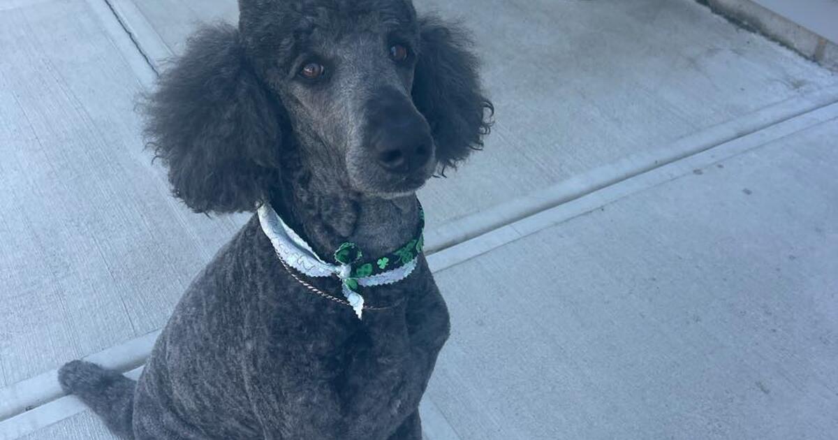 Standard Poodle for adoption for Free in Gulf Breeze, FL | For Sale ...