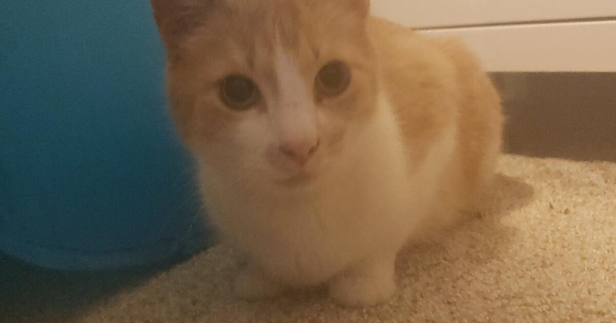 Hi I am Cleo! for Free in South Lyon, MI | Finds — Nextdoor
