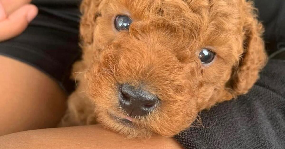 French mini poodle puppy in Aurora, IL | For Sale & Free — Nextdoor