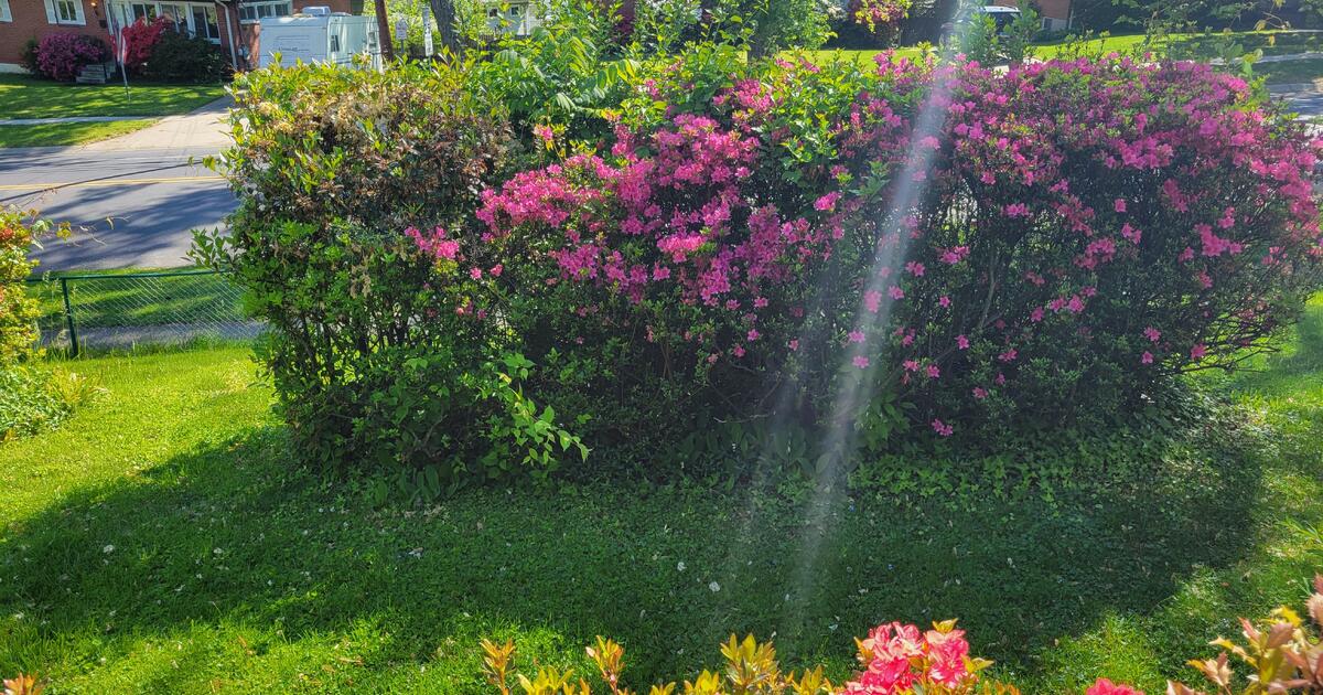 Free Shrubs & Bushes for Free in Rockville, MD | For Sale & Free — Nextdoor