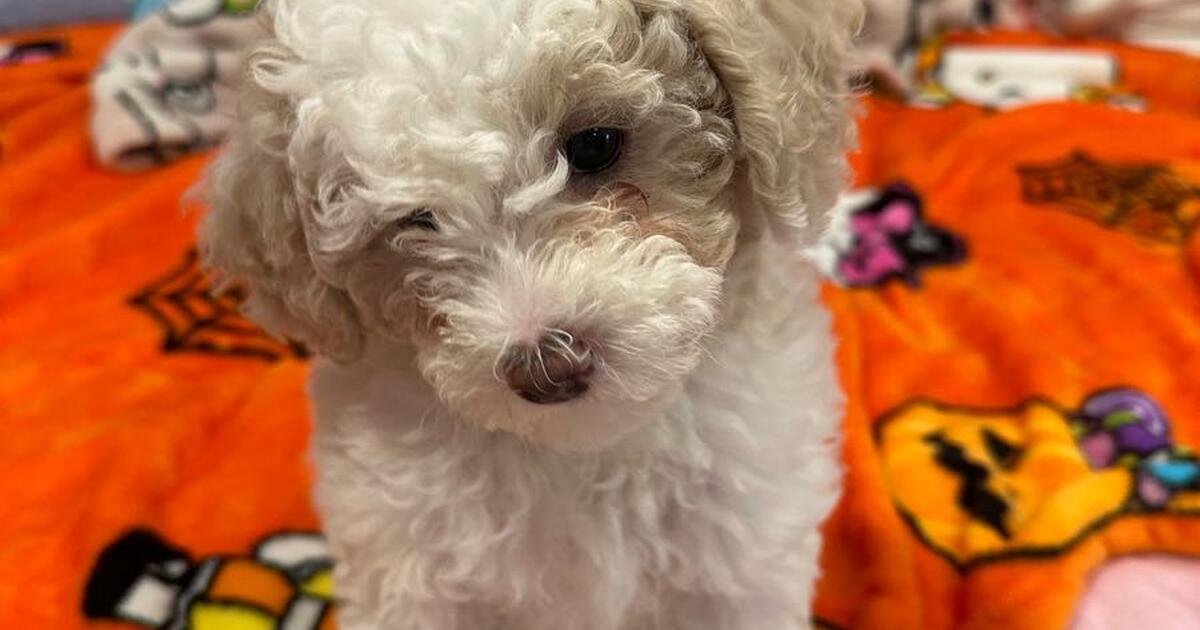 havapoo and maltipoo mix puppies for $800 in Medford, NY | For Sale ...