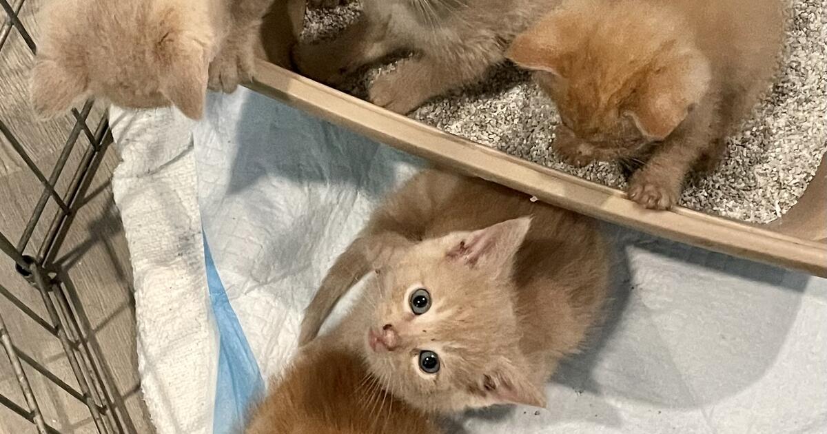 FREE Kittens To Good Homes for Free in Garden Grove, CA | For Sale ...