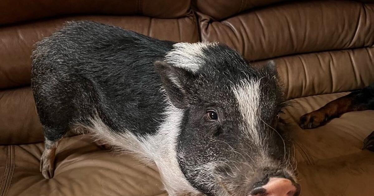 Juliana mini pig for Free in Bandon, OR | For Sale & Free — Nextdoor