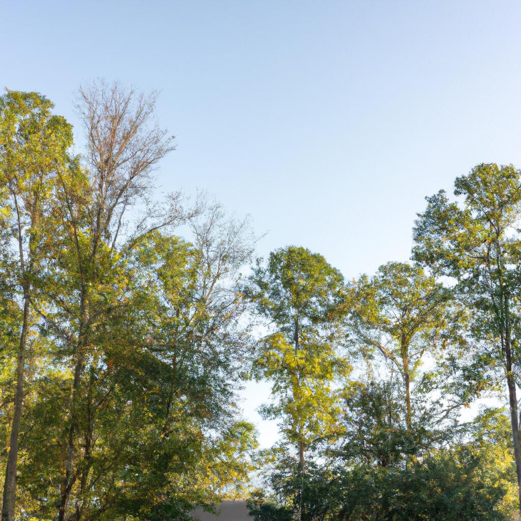 Tree Tops, Lancaster | Everything You Need to Know