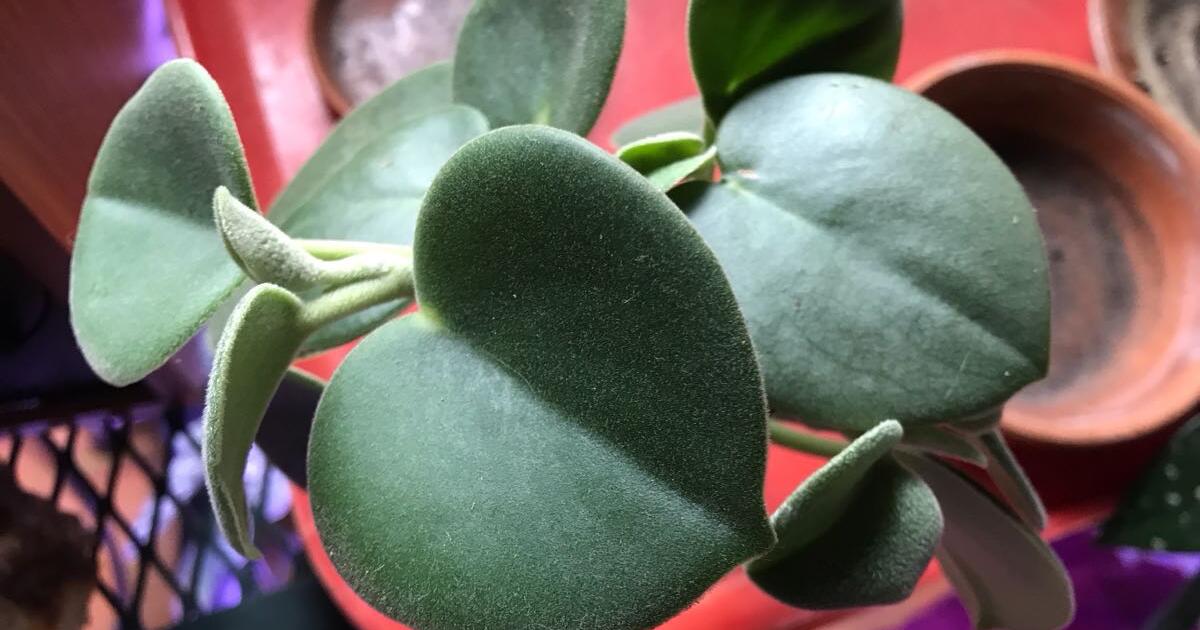 Houseplants for Free in Minneapolis, MN | For Sale & Free — Nextdoor