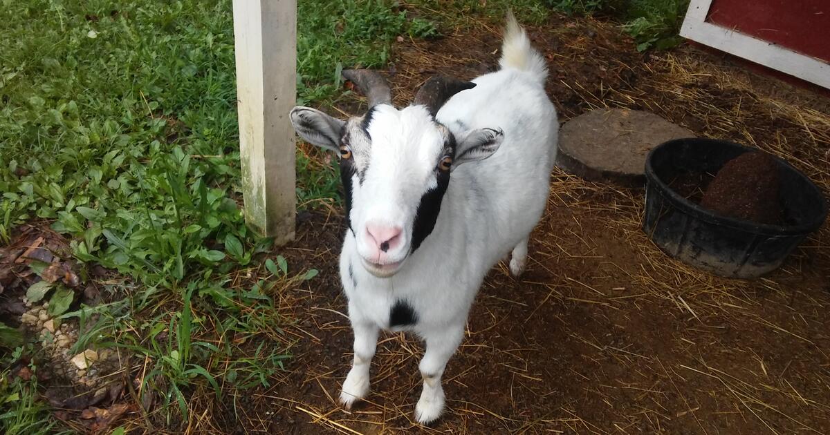5 Pet Goats. Free for Free in Hendersonville, NC | For Sale & Free ...