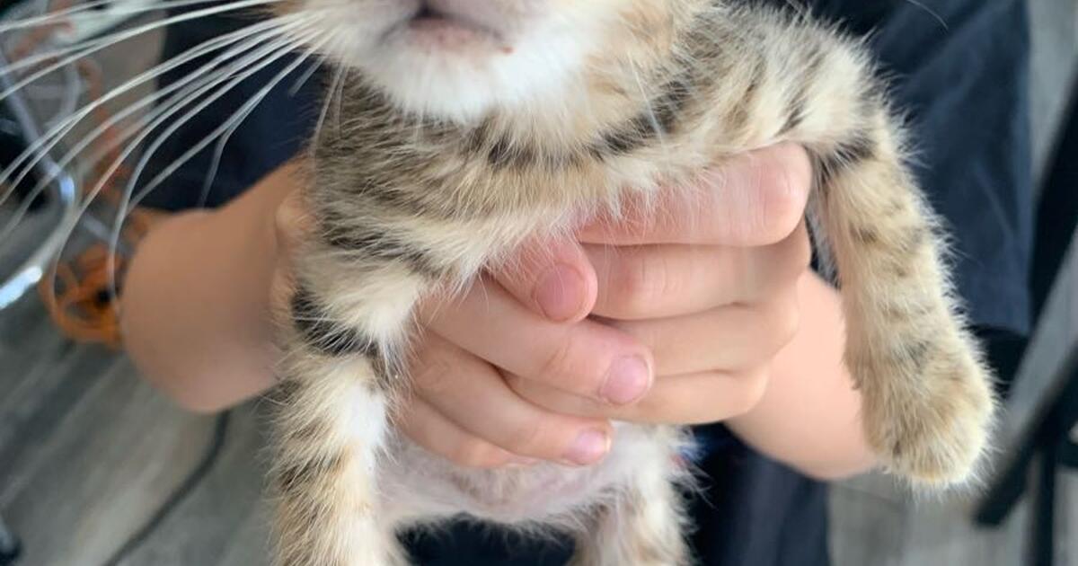 Free kittens to good home for Free in Mesa, AZ | Finds — Nextdoor