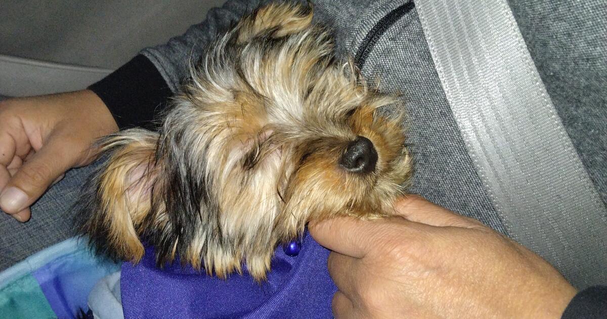 My Spoiled Yorkie Puppy Toys,food, Blanket, Misc for $1 in Ontario, CA ...