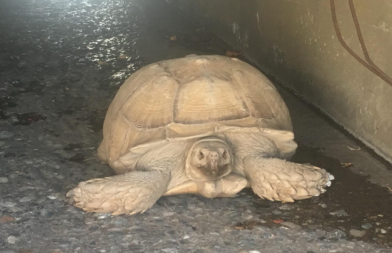 100 lb Sulcata Tortoise (City of Rancho Cucamonga) — Nextdoor — Nextdoor