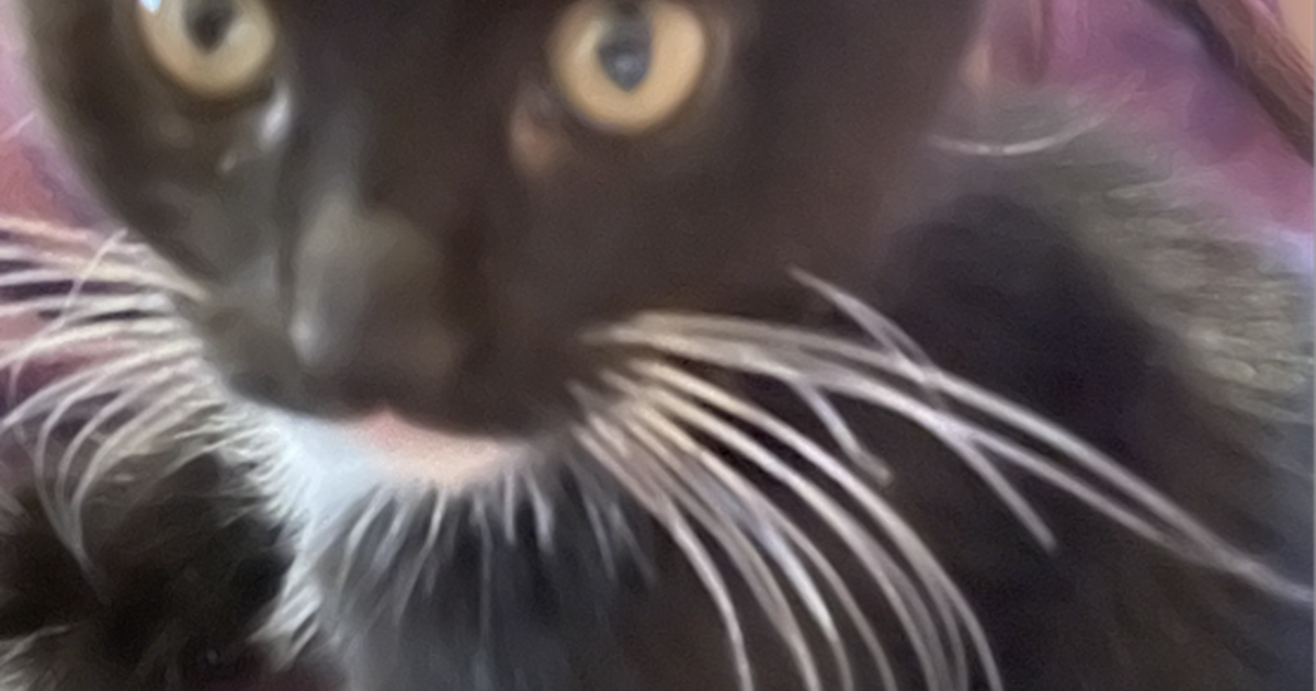 Mother And Two Kittens For Free In Avondale AZ Finds Nextdoor