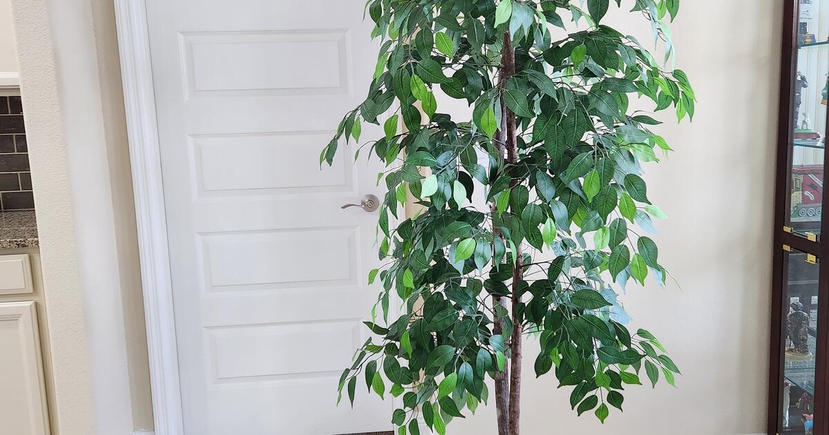 7 Foot Artificial Ficus Tree for $50 in Winter Garden, FL | For Sale ...