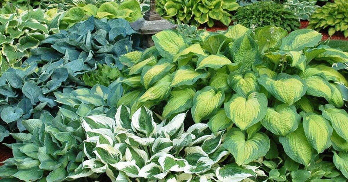 ISO Hosta for Free in Rockville, MD | For Sale & Free — Nextdoor