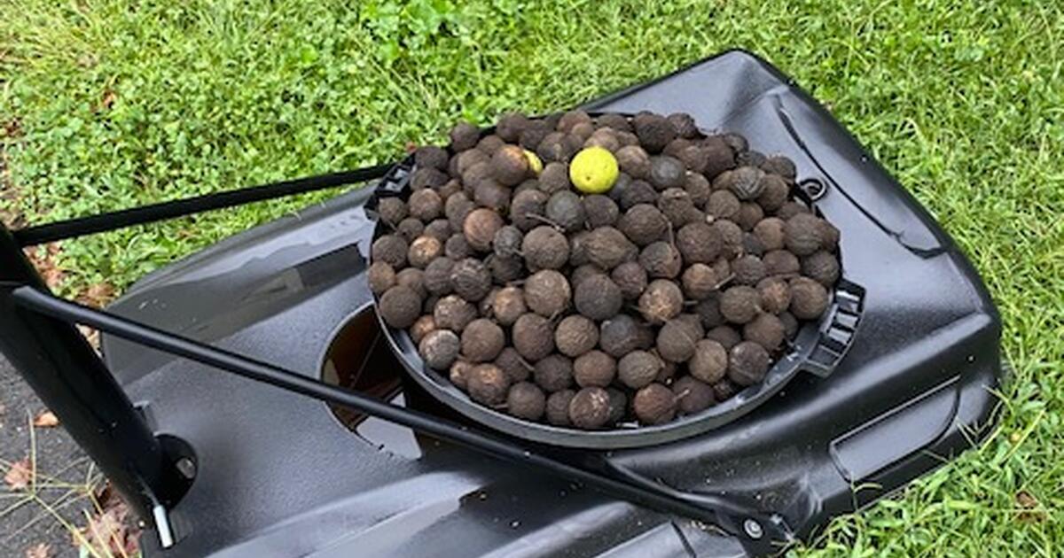 black walnuts for Free in Terryville, CT | For Sale & Free — Nextdoor