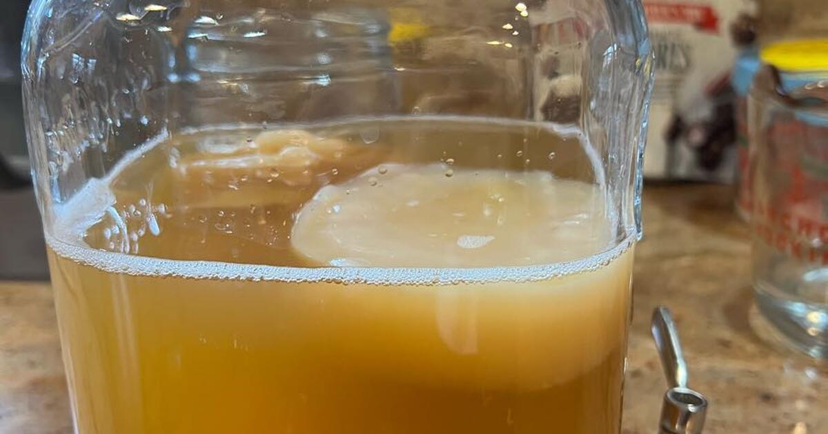 Offering Jun Kombucha scoby and milk kefir grains for Free in Arlington ...