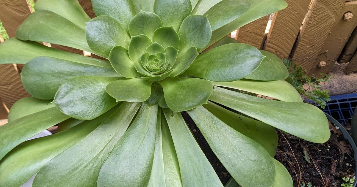Huge Canary Aeonium In A Vintage Dark Green Glazed Pot for $45 in ...