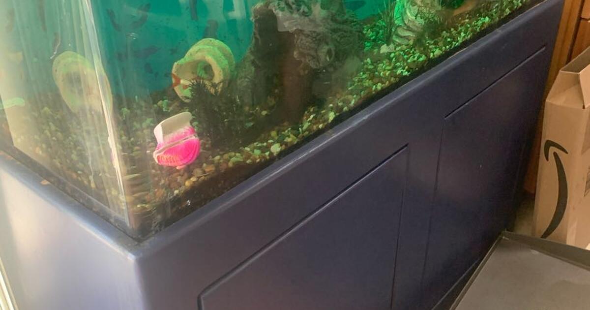 Fish tank and stand with established residents. for Free in Fremont, CA ...