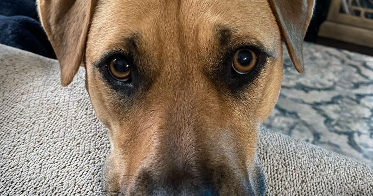 Free dog to good home for Free in Rockville, MD | Finds — Nextdoor