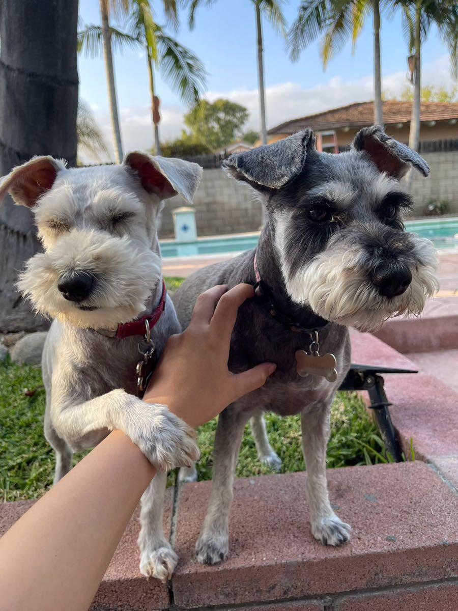 Free dogs for adoption for Free in San Gabriel, CA | For Sale & Free ...