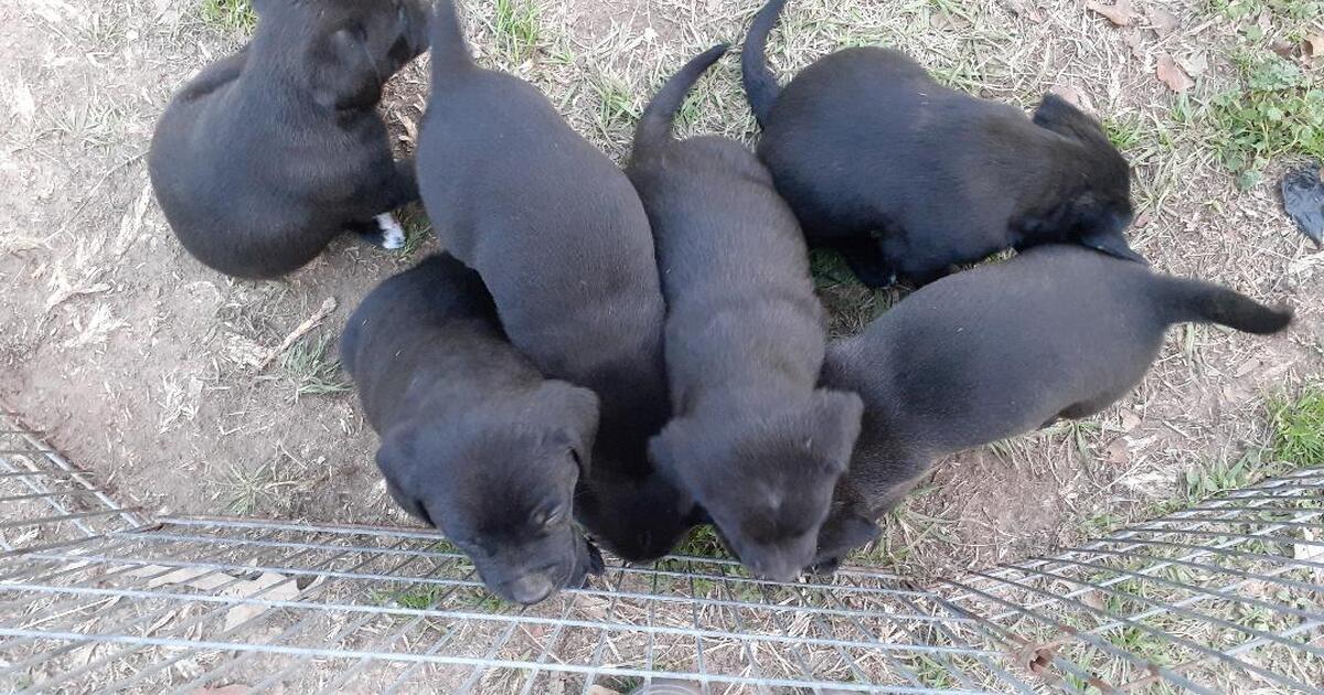 Re-Homing 5 Puppies, Mom AKC Golden Retriever, Dad is Black Mixed Breed ...
