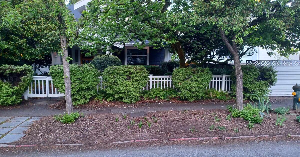 BOXWOOD HEDGES (6) (FREE) for Free in Seattle, WA | For Sale & Free ...