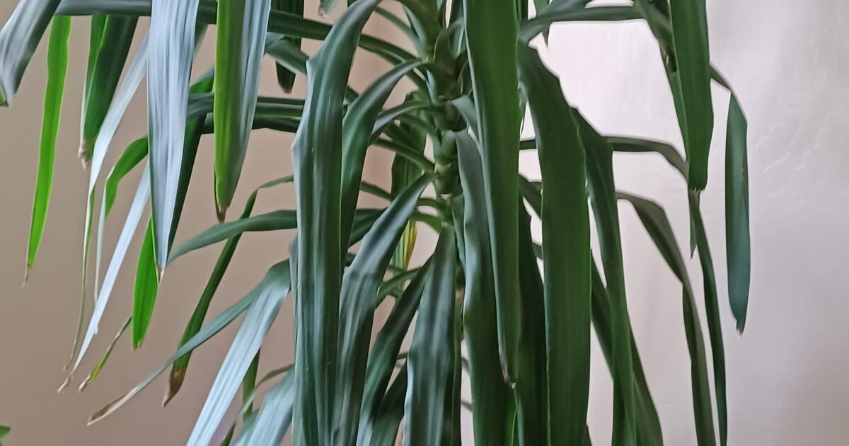 Tall Indoor Plant in Pot for $65 in Prescott Valley, AZ | For Sale ...