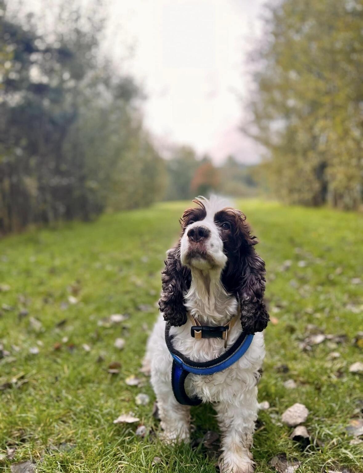 Take The Lead Dog Walking and Pet Sitting - Colwyn Bay - Nextdoor