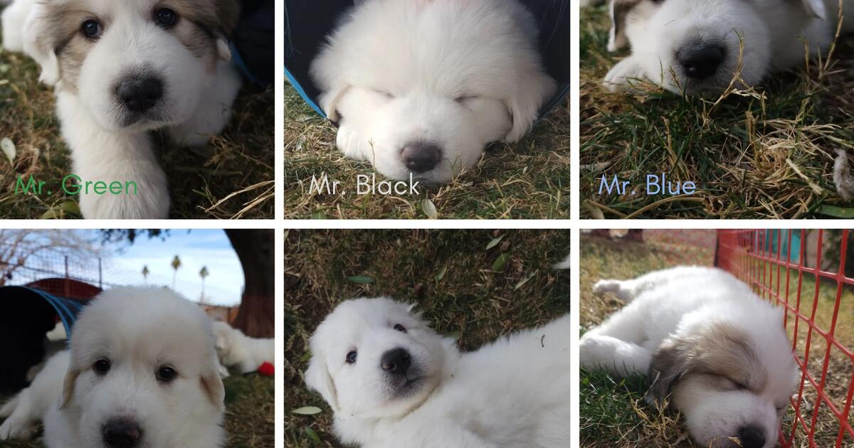 Great Pyrenees Puppies For 1200 In Las Vegas Nv For Sale And Free