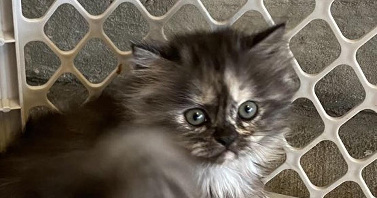 Half Persian half ragdoll 600 one male female 225-828-7835 ready now ...