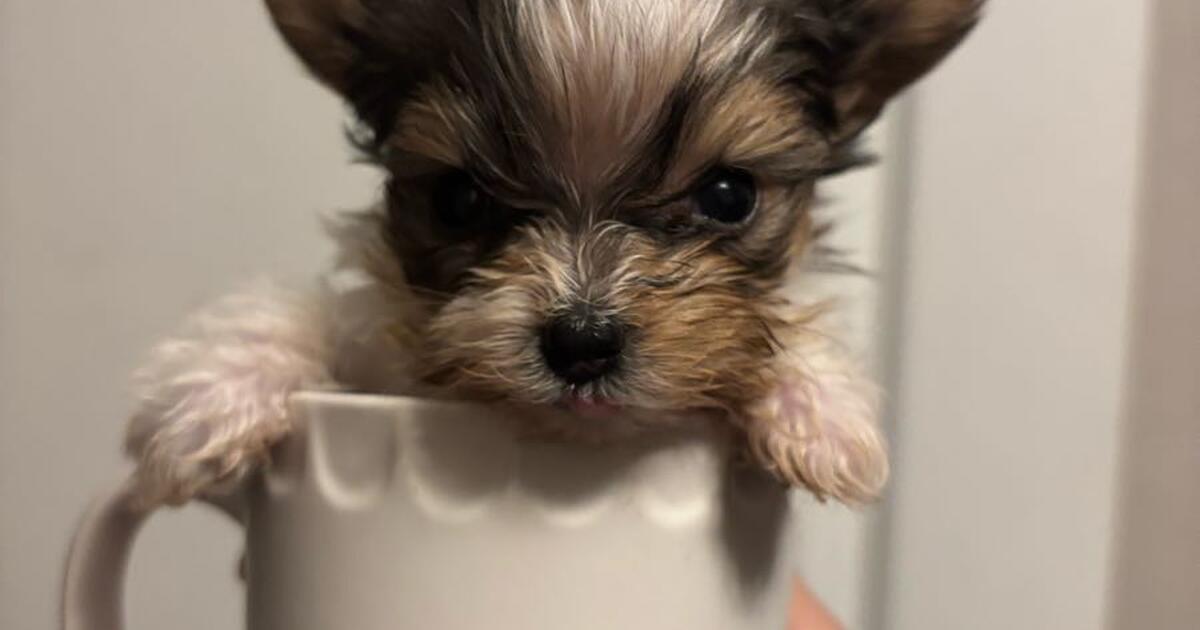 Tea Cup Yorkie ready for adoption in 2 weeks in Disputanta, VA | For Sale & Free — Nextdoor