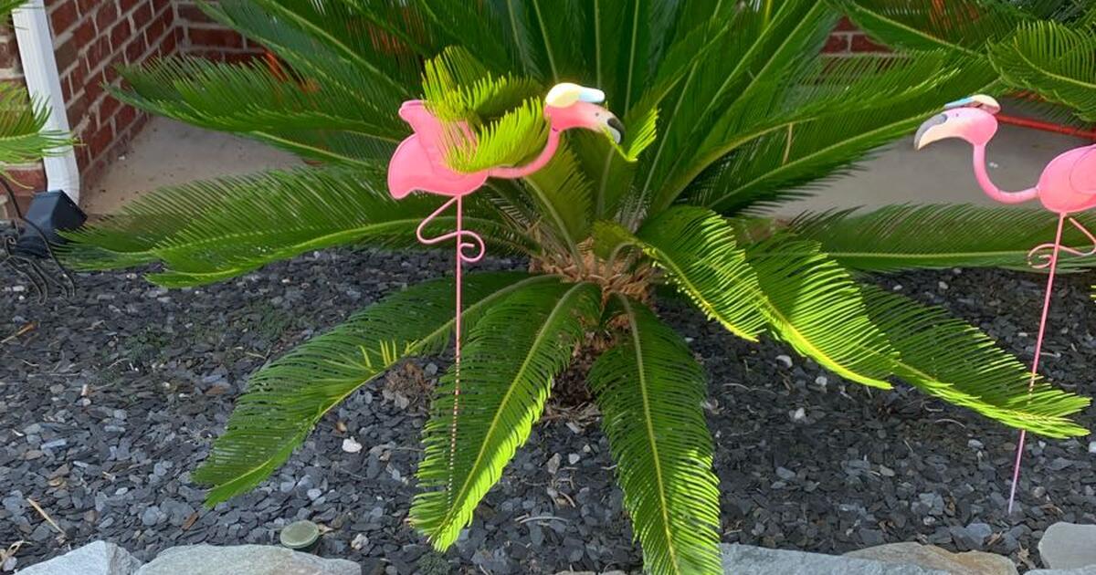 Sago Palm. in Monroe, NC | For Sale & Free — Nextdoor
