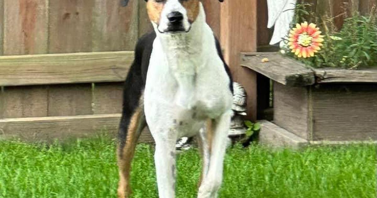 American Fox Hound Dog in Valparaiso, IN | For Sale & Free — Nextdoor