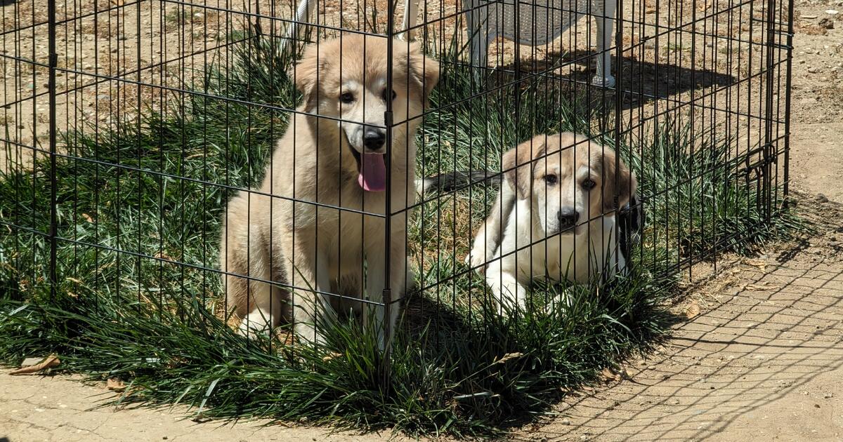 Puppies For Adoption in Simi Valley, CA | For Sale & Free — Nextdoor