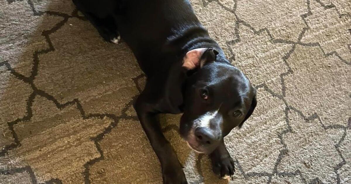 Pitty mix puppy in Katy, TX | For Sale & Free — Nextdoor