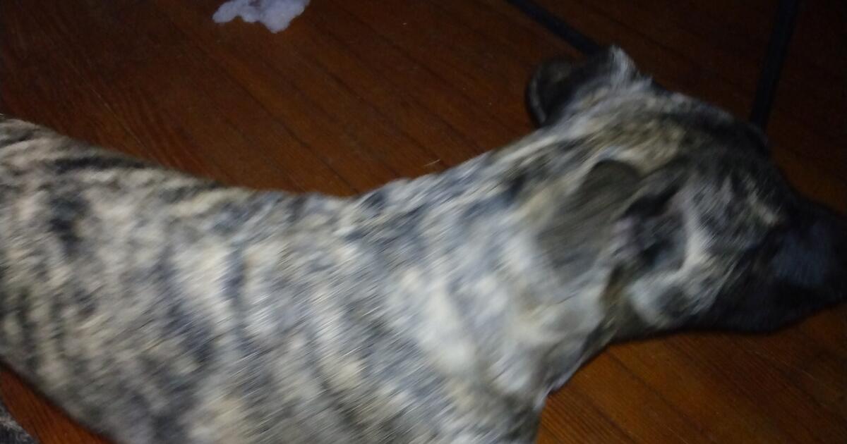 Brindle pit lab mix rehoming fee for Free in Belleville, IL | For Sale ...