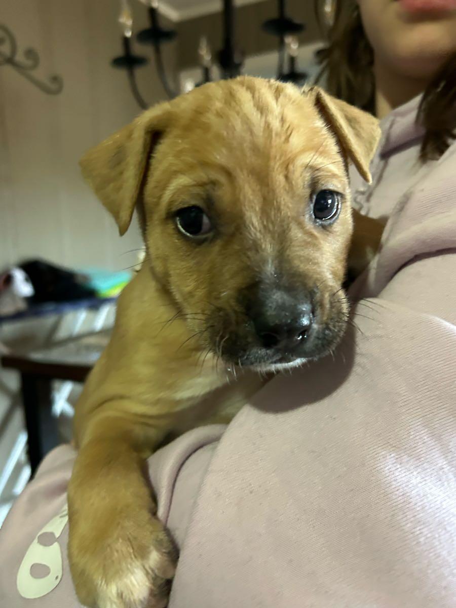 Pitsky Puppies for $20 in Anniston, AL | For Sale & Free — Nextdoor