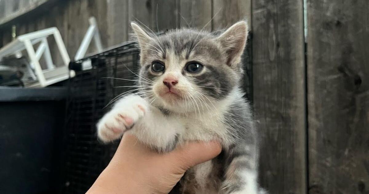 Kittens for Free in Sacramento, CA | For Sale & Free — Nextdoor