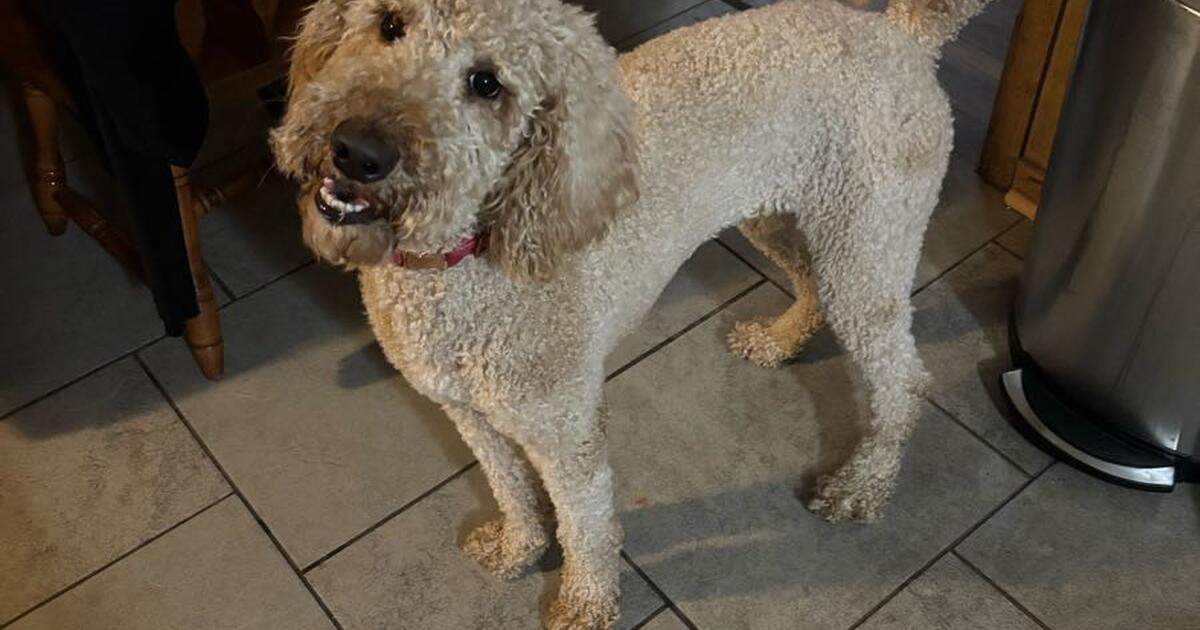 Foster to adopt Female Standard Poodle for Free in Lewisville, TX | For ...
