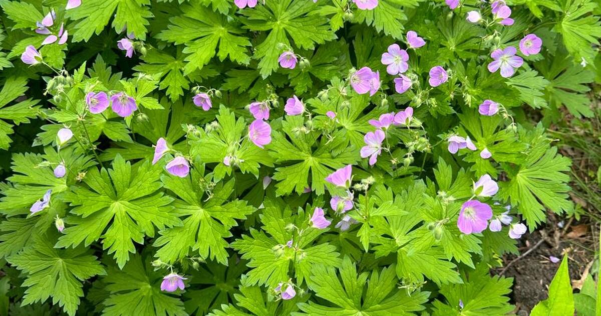 Minnesota native pollinator plants for Free in Minnetonka, MN | For ...