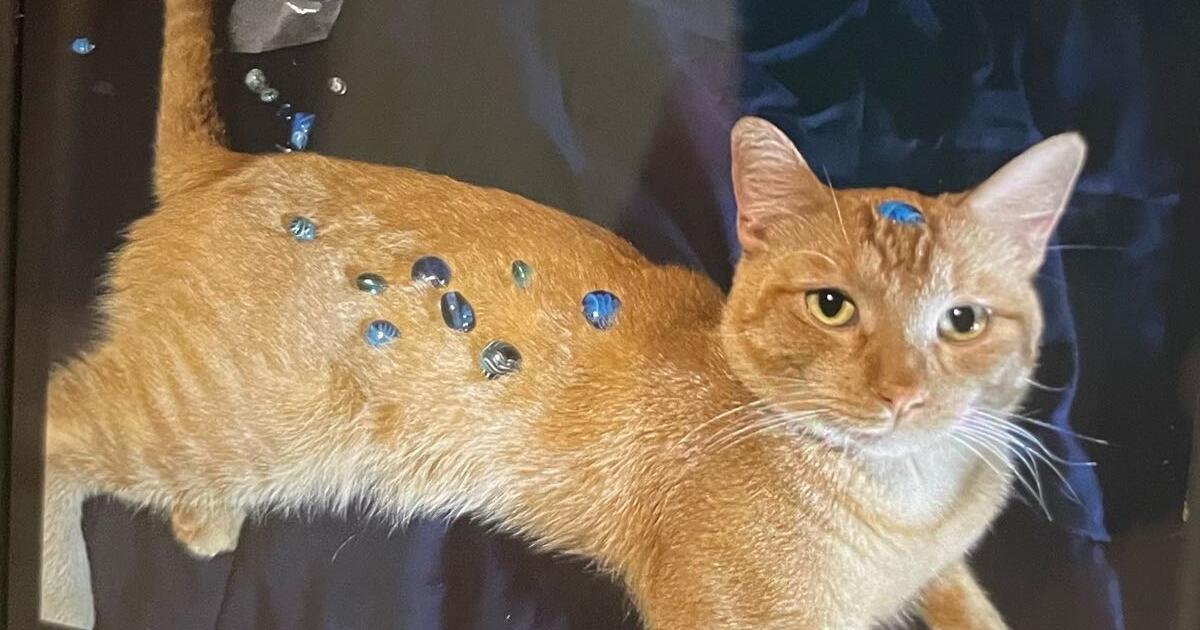 Fanta the Cat for Free in Rialto, CA | For Sale & Free — Nextdoor