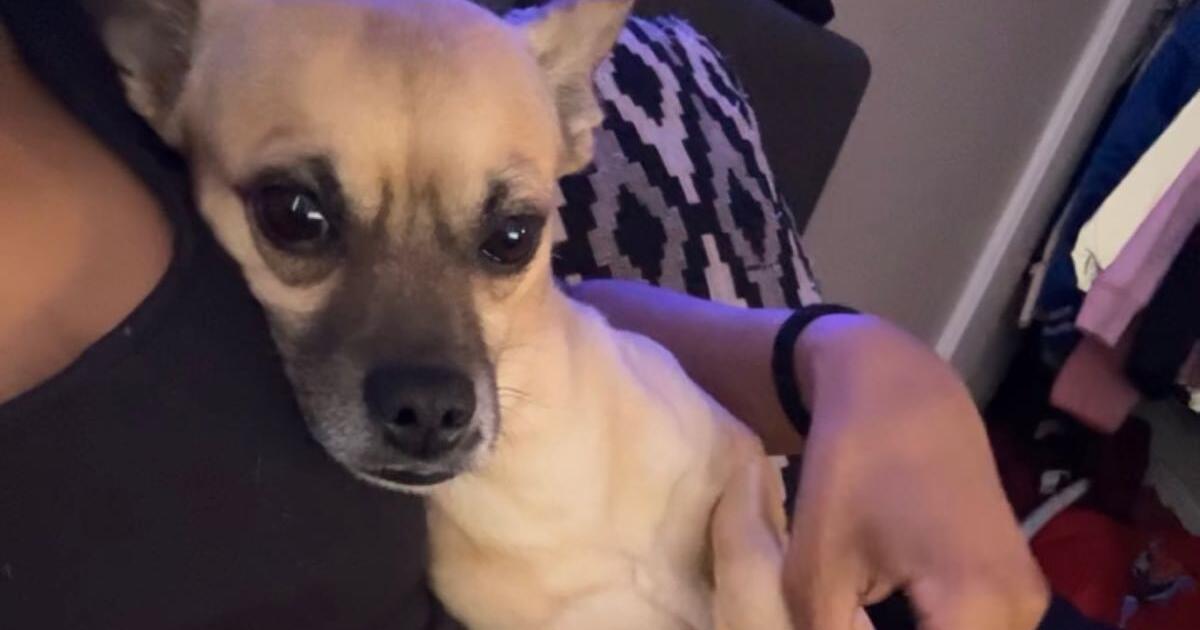 LOST DOG!! for Free in Tempe, AZ | For Sale & Free — Nextdoor