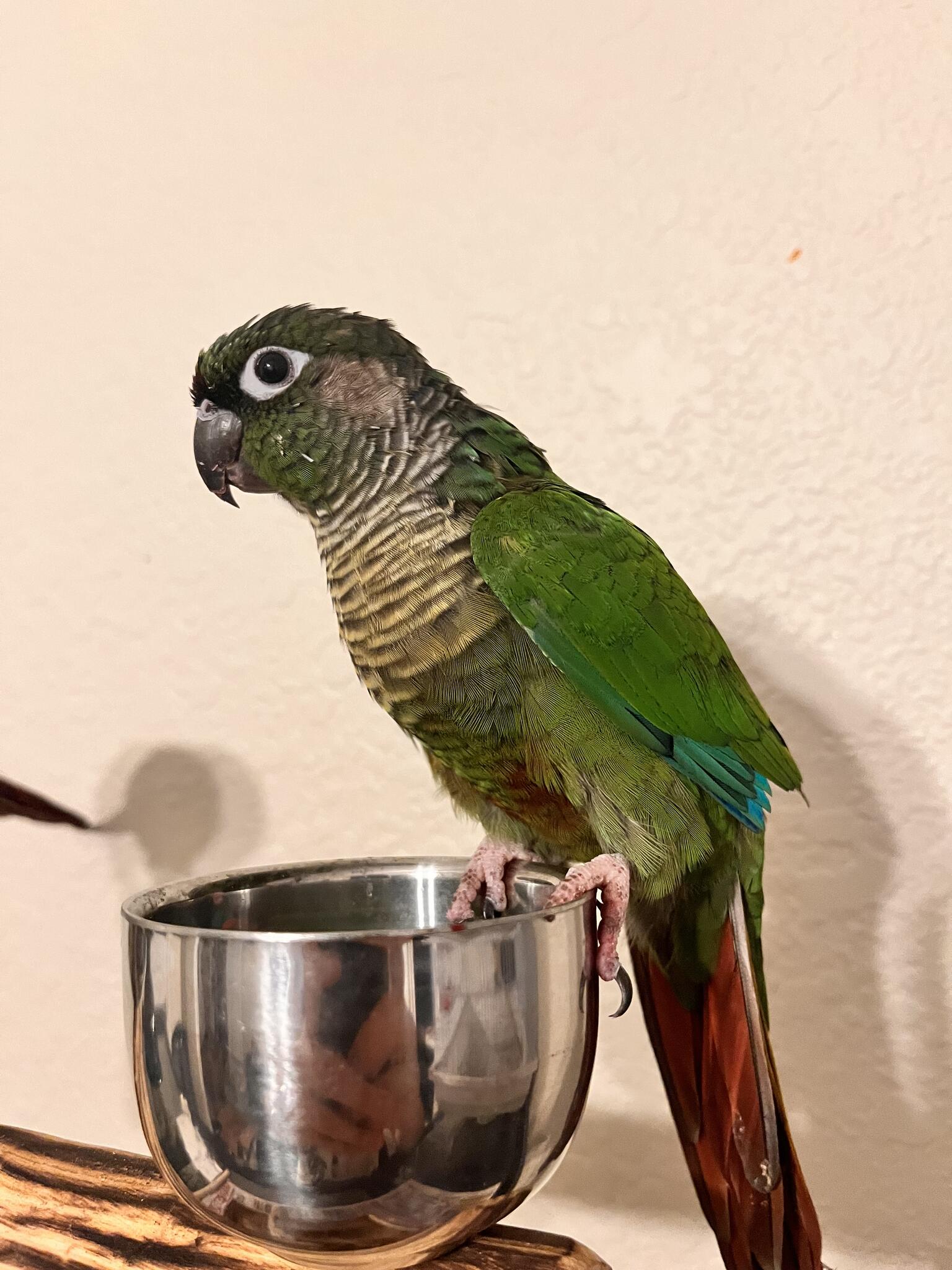 Green cheek conure for Free in Lakewood Ranch, FL | For Sale & Free — Nextdoor