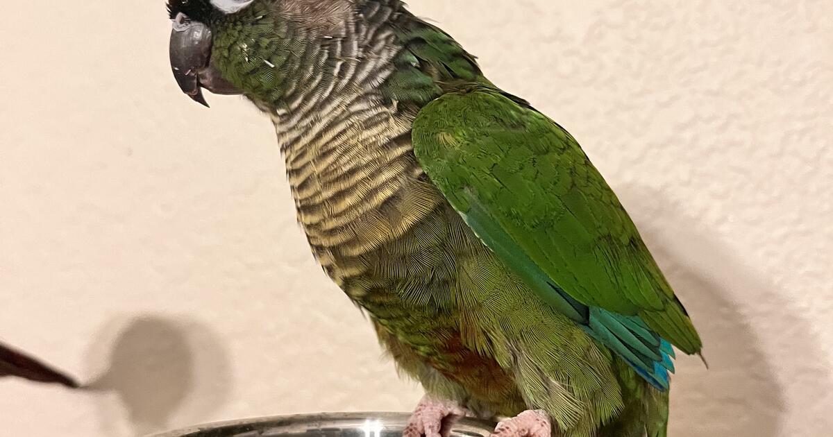 Green cheek conure for Free in Lakewood Ranch, FL | For Sale & Free — Nextdoor