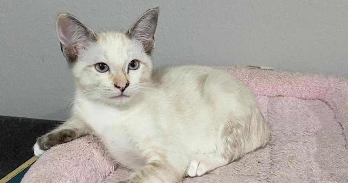 3 months old 1 female and 1 male Siamese kittens for $30 in Ocala, FL ...