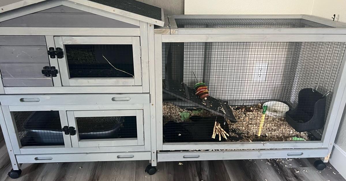 Bunny with all supplies and cage for Free in Eugene, OR | For Sale ...