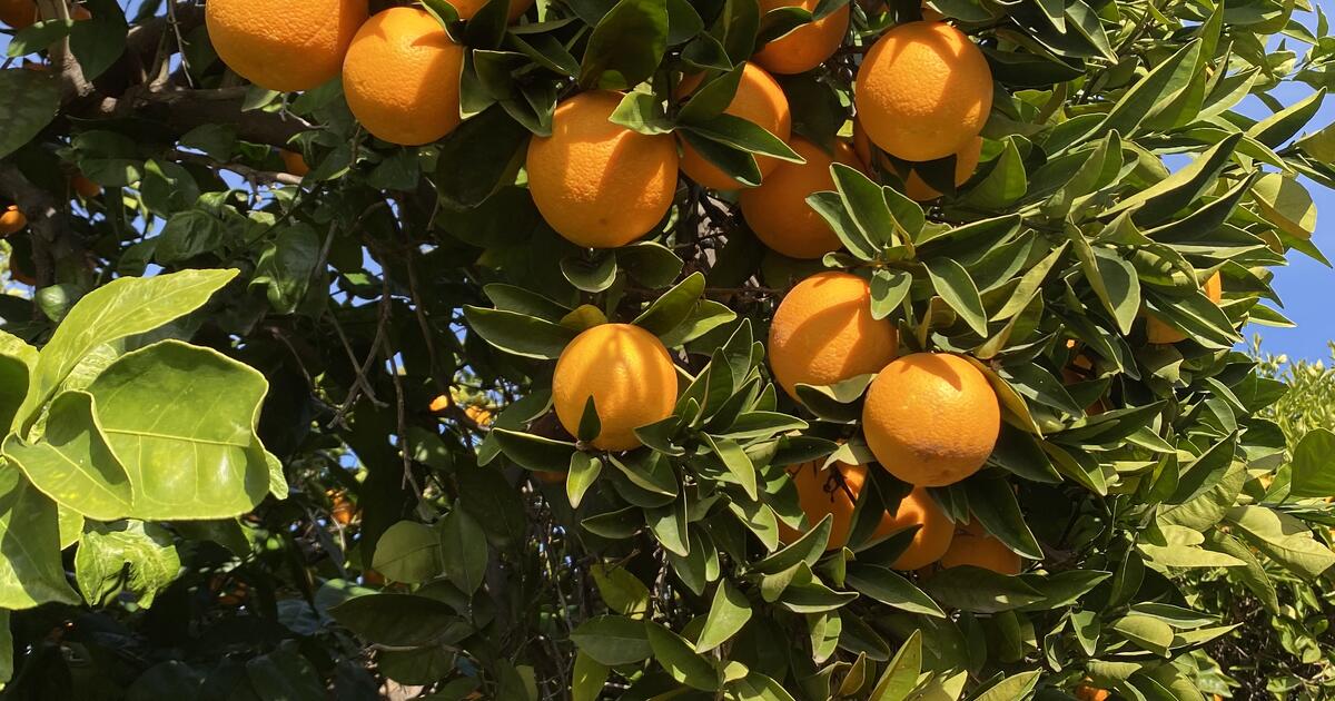I want to pick your oranges! for Free in Surprise, AZ | For Sale & Free ...