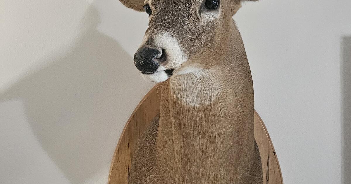 8 Point Whitetail Deer Buck Shoulder Mount Taxidermy for $300 in Lake ...