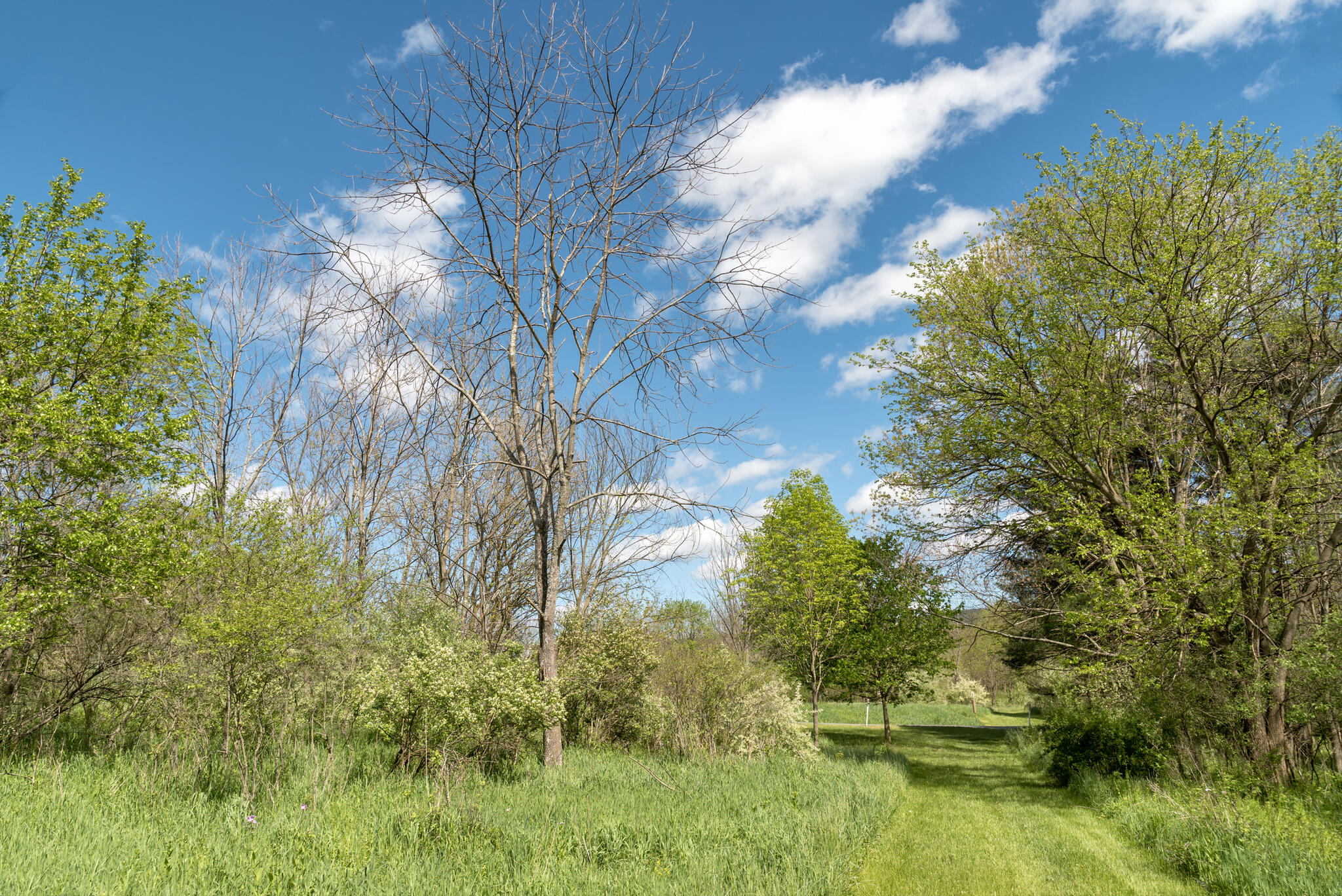 Save your ash: how to protect ash & spruce trees from harmful beetle ...