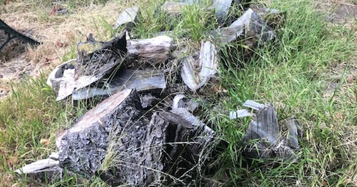 Firewood Free: Cut - Split pine for Free in Orinda, CA | For Sale ...